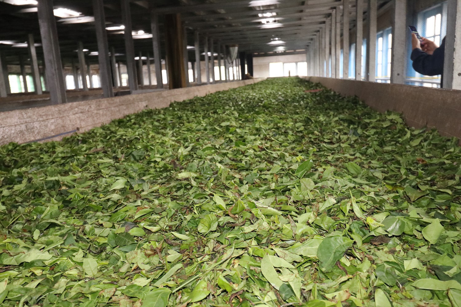 The classroom at 6500 feet | Carafewerk